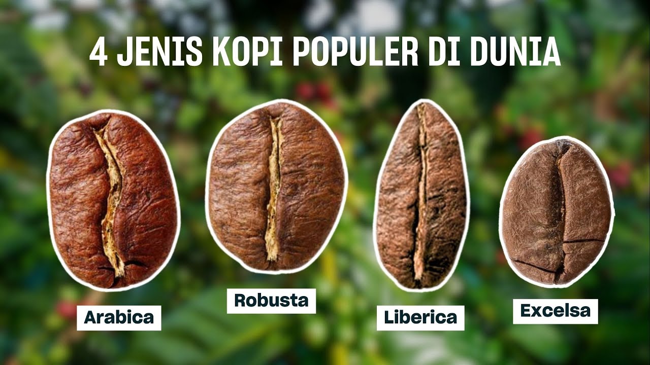 Kopi Tak Hanya Robusta dan Arabika: Mengenal Varietas Liberika – Koffiku